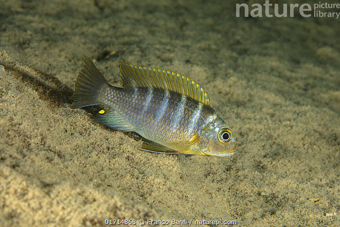 Stock photo of Red cheek cichlid (Tropheops sp.) swimming over sandy ...