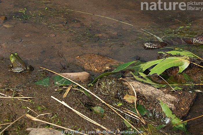 Stock photo of Northern water snake (Natrix sipedon) stalking Bull frog ...