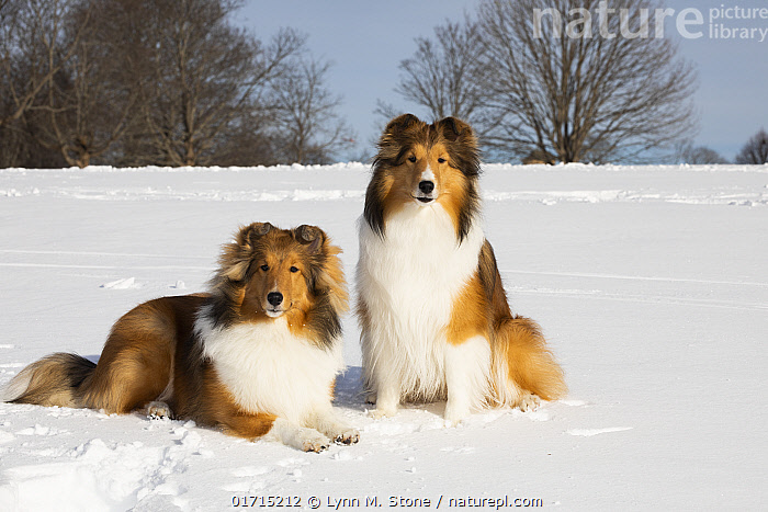 Stock photo of Two Shetland sheepdogs sitting and lying down in snow ...