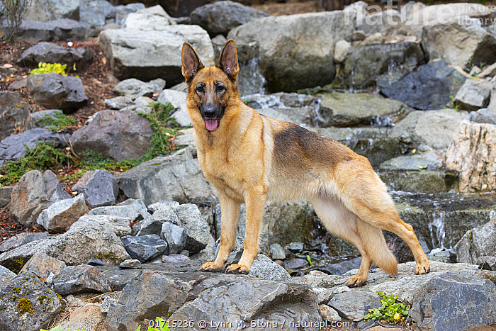Stock photo of German shepherd dog, female, standing on rocks, portrait ...