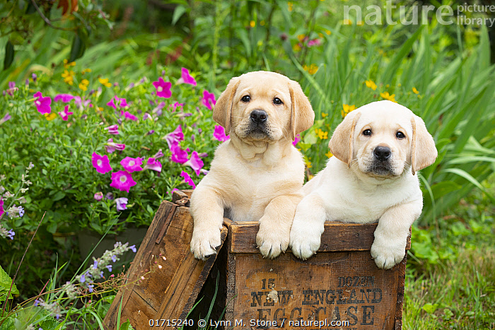 Stock photo of Two yellow Labrador retriever puppies, males, side by ...