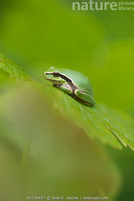 Stock photo of European tree frog (Rana meridionalis) resting on vine ...