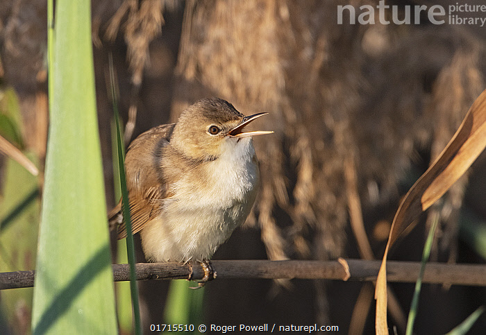 Stock photo of Clamorous reed warbler (Acrocephalus stentoreus) singing ...