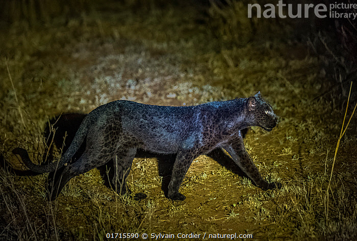 Stock photo of Black panther / African leopard (Panthera pardus pardus ...