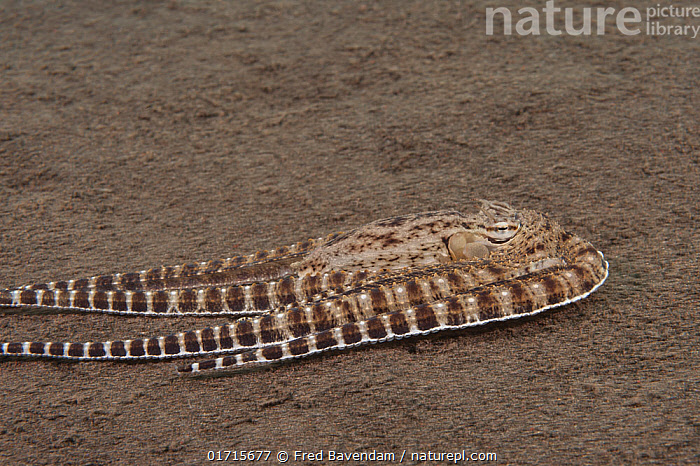 Stock photo of Mimic octopus (Thaumoctopus mimicus) gliding across the ...