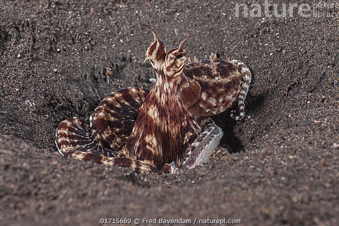 Stock photo of Mimic octopus (Thaumoctopus mimicus) entering its burrow ...