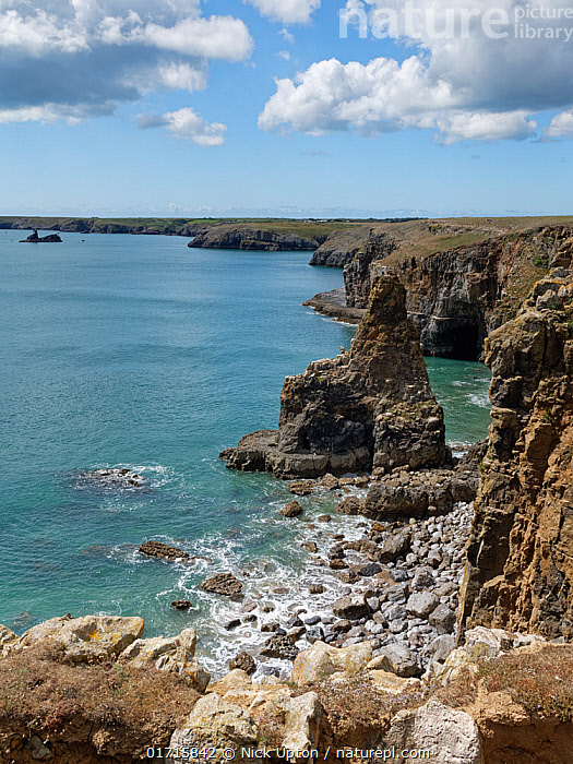 Stock photo of Pinnacle Stack and Mowingword Bay viewed from Stackpole ...