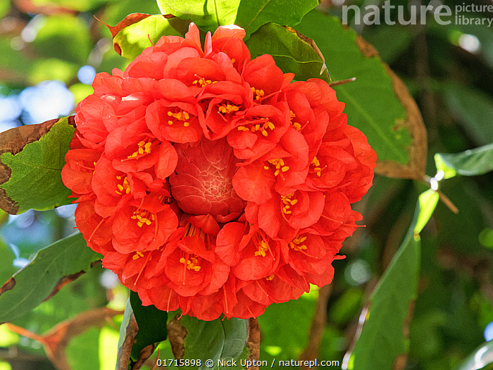 Stock photo of Rose of Venezuela tree (Brownea ariza) flowering, Puerto ...