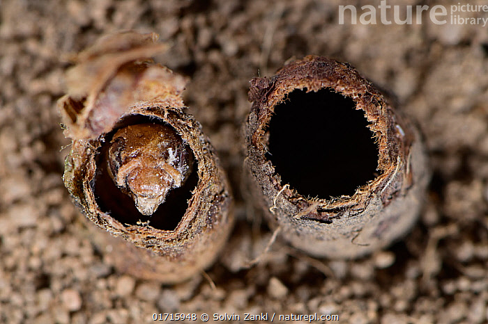 Stock photo of Poppy bee (Osmia papaveris) pupae shell in nest with ...