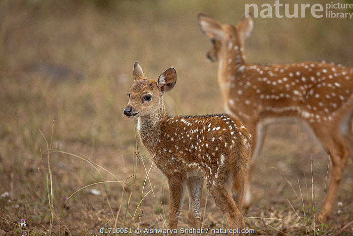 Stock photo of Indian spotted deer (Axis axis) fawn standing alert ...