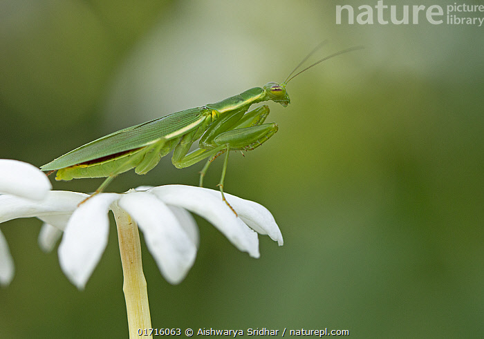 Praying Mantis Wallpapers Stock Photo Of Praying Mantis (Mantodea)
