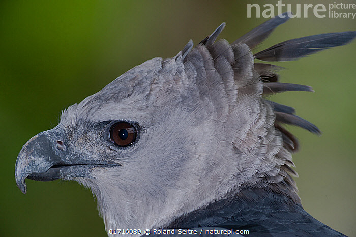 Stock photo of Harpy eagle (Harpia harpyja) head portrait, Canal ...