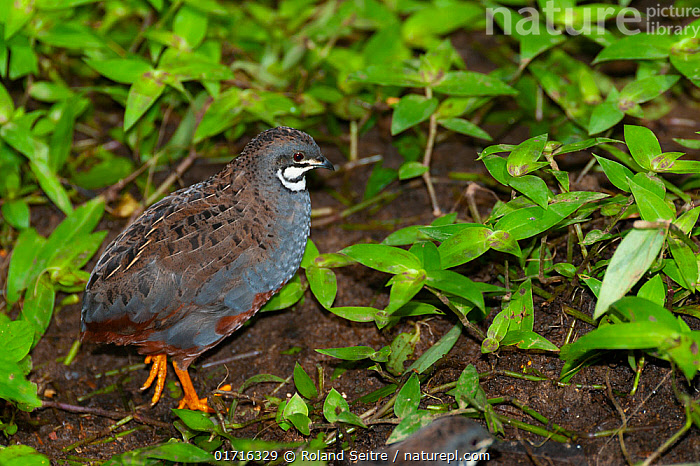 Stock photo of Blue quail (Coturnix adansonii) portrait, Colon region ...