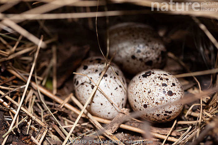 Stock photo of Black-breasted button quail (Turnix melanogaster) eggs ...