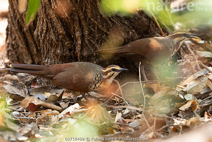 Stock photo of Two White-breasted mesites (Mesitornis variegatus ...