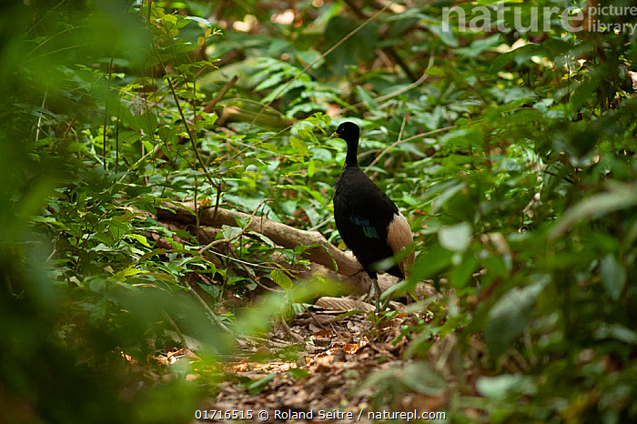 Stock photo of White-winged trumpeter (Psophia leucoptera) standing on ...