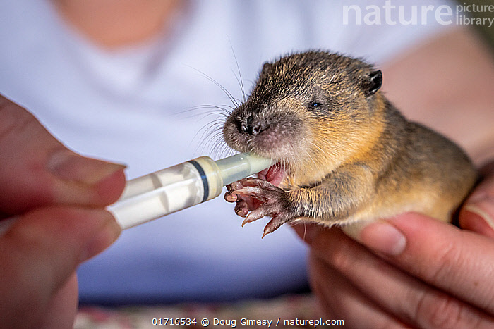 Stock photo of Rescued female Rakali (Hydromys chrysogaster) pup being ...