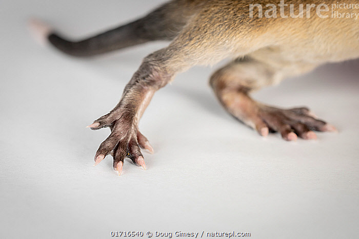 Stock photo of Close up of paws on rescued female Rakali (Hydromys ...