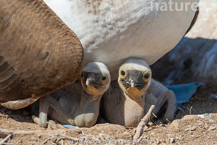 Stock photo of Newly hatched Blue-footed booby (Sula nebouxii) chicks ...