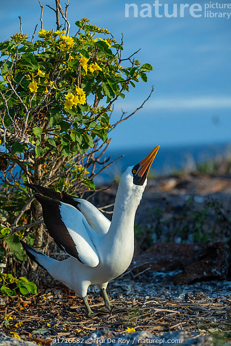 Stock photo of Male Nazca booby (Sula granti) performing sky-pointing ...