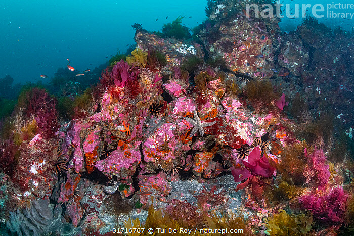 Stock photo of Starfish (Luidia bellonae) in cold algal community at ...