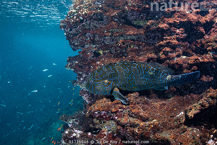 Stock photo of Giant hawkfish (Cirrhitus rivulatus) swimming next to ...