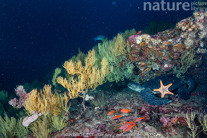 Stock photo of Green turtle (Chelonia mydas) sleeping on underwater ...