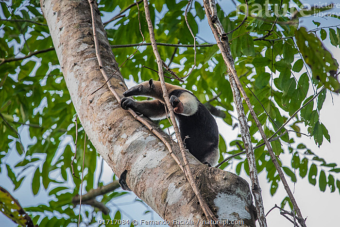 Stock photo of Northern tamandua (Tamandua mexicana) climbing tree ...