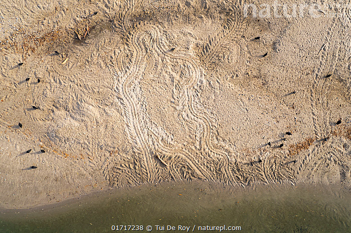 Stock photo of Aerial view of Leatherback turtle (Dermochelys coriacea ...