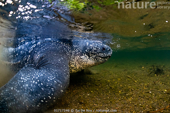 Stock photo of Leatherback turtle (Dermochelys coriacea) female ...
