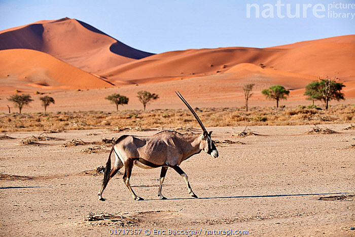Oryx With Sand Dunes Arabian Oryx | San Diego Zoo Wildlife Explorers