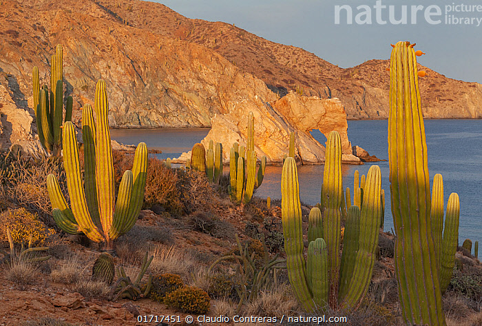 Stock photo of Mexican giant cardon cactus (Pachycereus pringlei) with ...