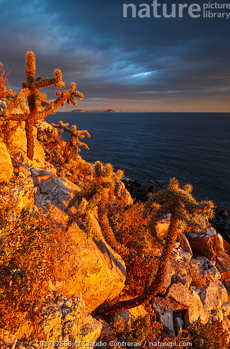 Stock photo of Jumping cholla cacti (Cylindropuntia fulgida) with ...
