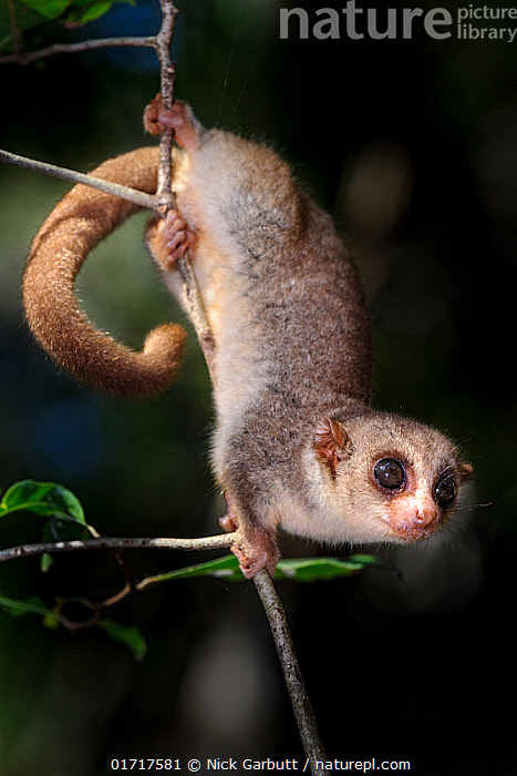 Stock photo of Fat-tailed dwarf lemur (Cheirogaleus medius) climbing ...