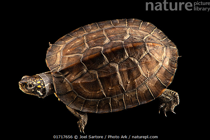 Stock photo of Sri Lanka black turtle (Melanochelys trijuga thermalis ...