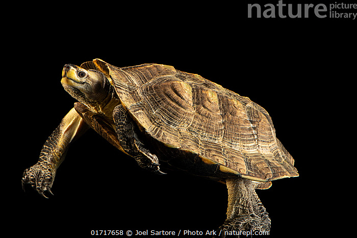 Stock photo of Burmese black turtle (Melanochelys trijuga edeniana ...
