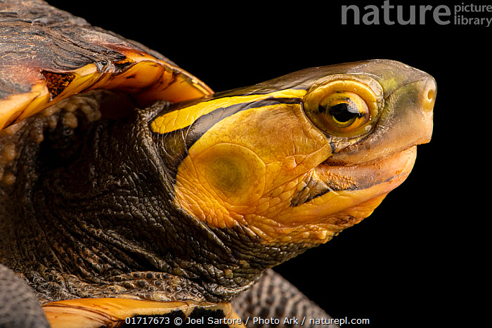 Stock photo of Ryukyu box turtle (Cuora flavomarginata evelynae) head ...