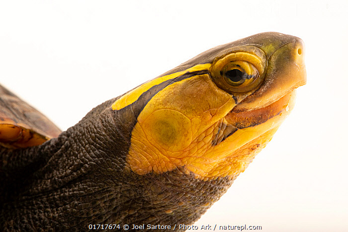 Stock photo of Ryukyu box turtle (Cuora flavomarginata evelynae) head ...