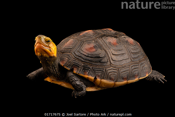 Stock photo of Ryukyu box turtle (Cuora flavomarginata evelynae ...