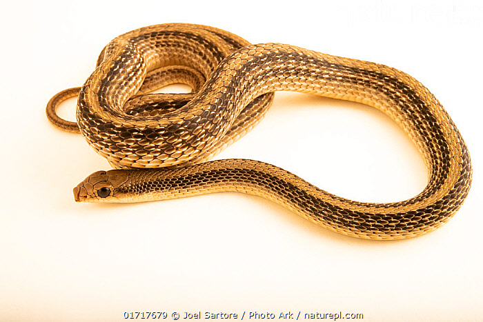 Stock photo of Mojave patch-nosed snake (Salvadora hexalepis mojavensis ...
