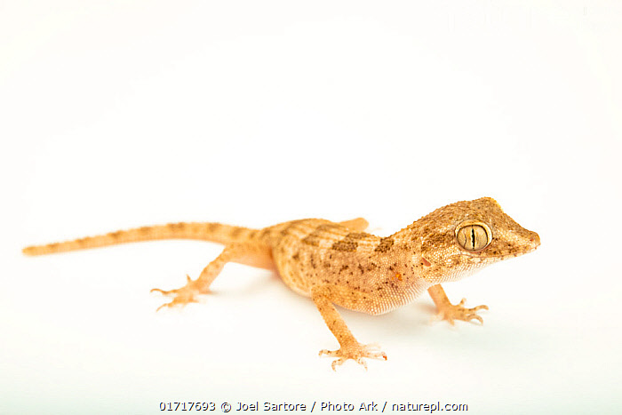 Stock photo of Hajar banded ground gecko (Trachydactylus hajarensis ...