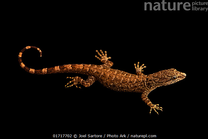 Stock photo of Bridled forest gecko (Gonatodes humeralis) portrait ...