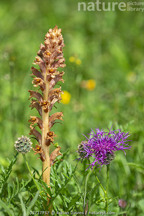 Stock photo of Knapweed broomrape (Orobanche elatior), a parasite of ...