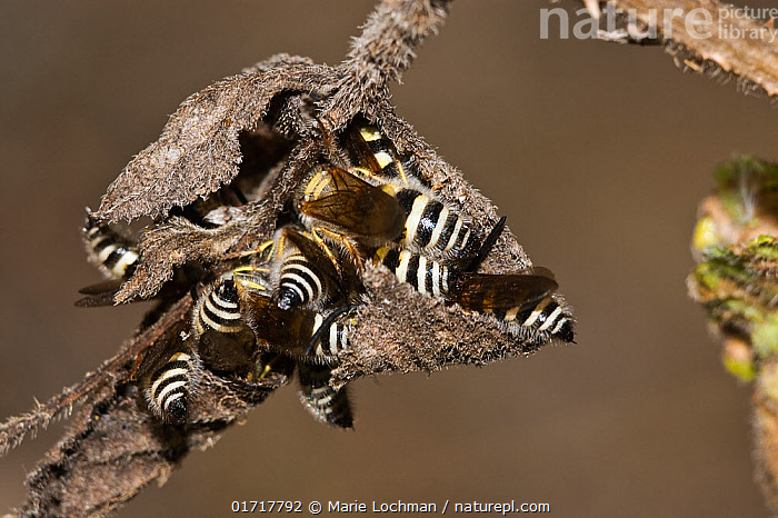 Stock photo of Group of Hairy flower wasps (Radumeris radula) male ...