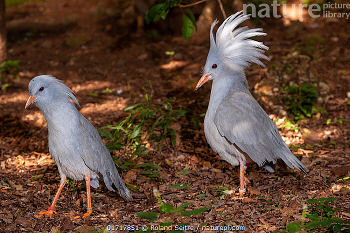 Stock photo of Kagu (Rhynochetos jubatus) pair, courtship display, Parc ...