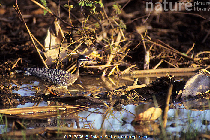 Stock photo of Sun bittern (Eurypyga helias) wading in shallow water ...
