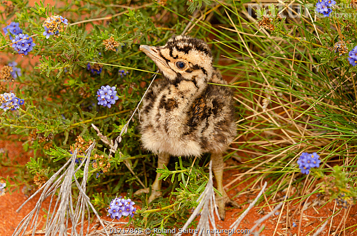 Stock photo of Australian bustard (Ardeotis australis) newborn chick ...