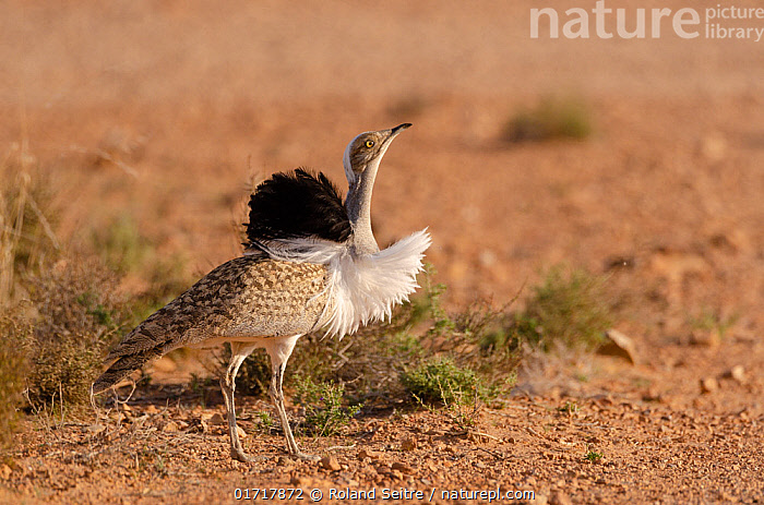 Stock photo of Houbara bustard (Chlamydotis undulata) male, courtship ...