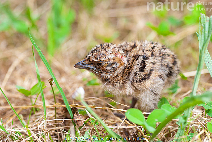 Stock photo of Little bustard (Tetrax tetrax) chick, aged 1-2 days ...