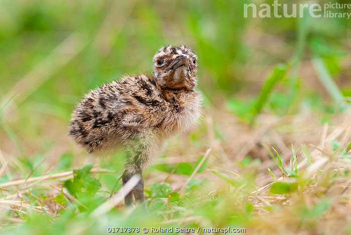 Stock photo of Little bustard (Tetrax tetrax) chick, aged 1-2 days ...